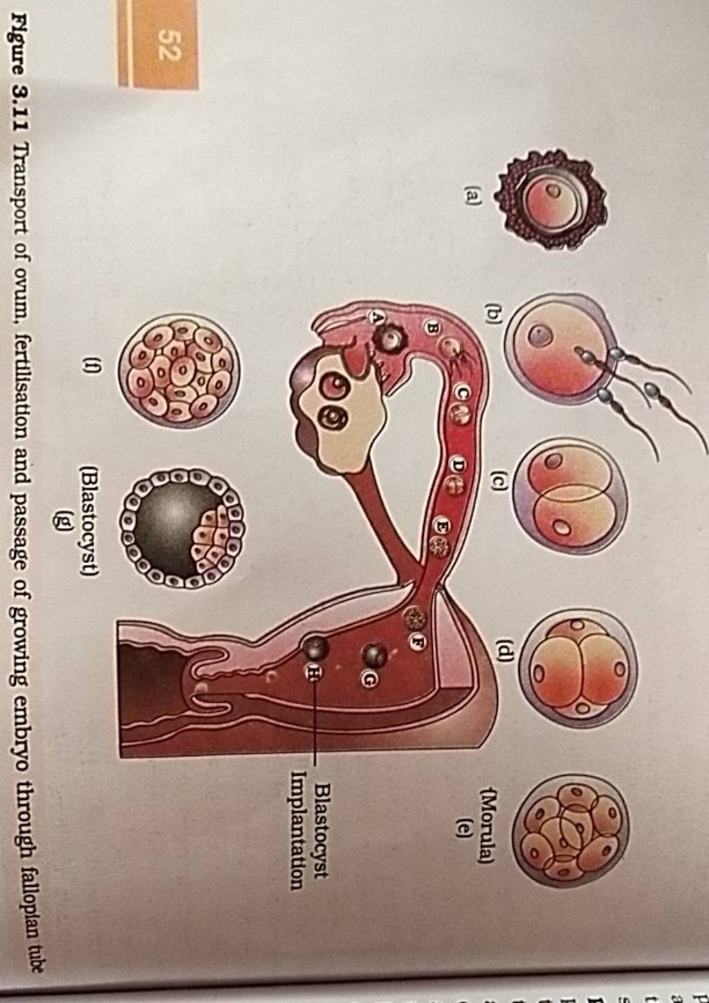 52 (a) (b) B (f) (c) (d) (Morula) (e) Blastocyst Implantation (Blastocyst..