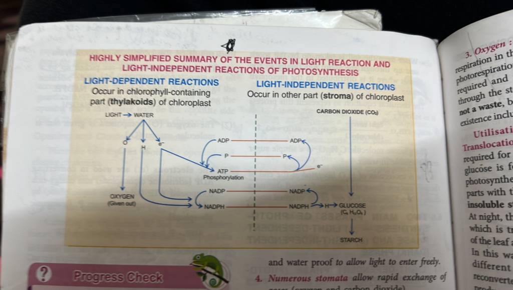 HIGHLY SIMPLIFIED SUMMARY OF THE EVENTS IN LIGHT REACTION AND LIGHT-INDEP..