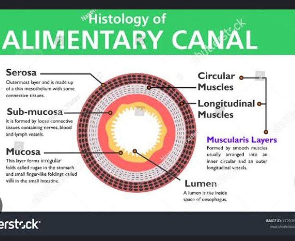 SeroSa of a thin mesothelium with some connective tissues. This layer for..