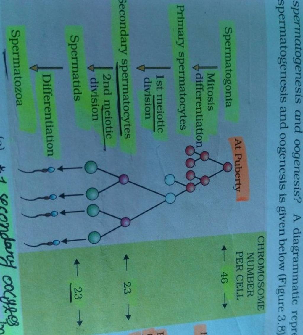 spermatogenesis and oogenesis? A diagrammatic repre spermatogenesis and o.. spermatogenesis and oogenesis? A diagrammatic repre spermatogenesis and o..