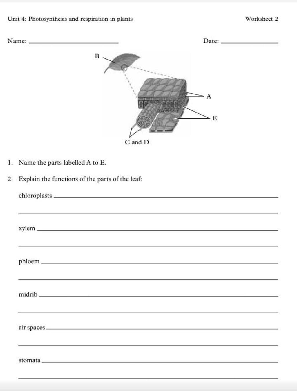 Unit 4: Photosynthesis and respiration in plants Worksheet 2 Name: Date: