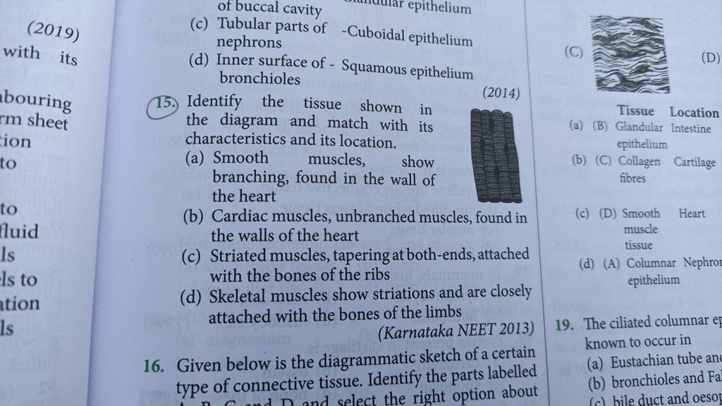 Identify the tissue shown in (2014) the diagram and match with its charac..