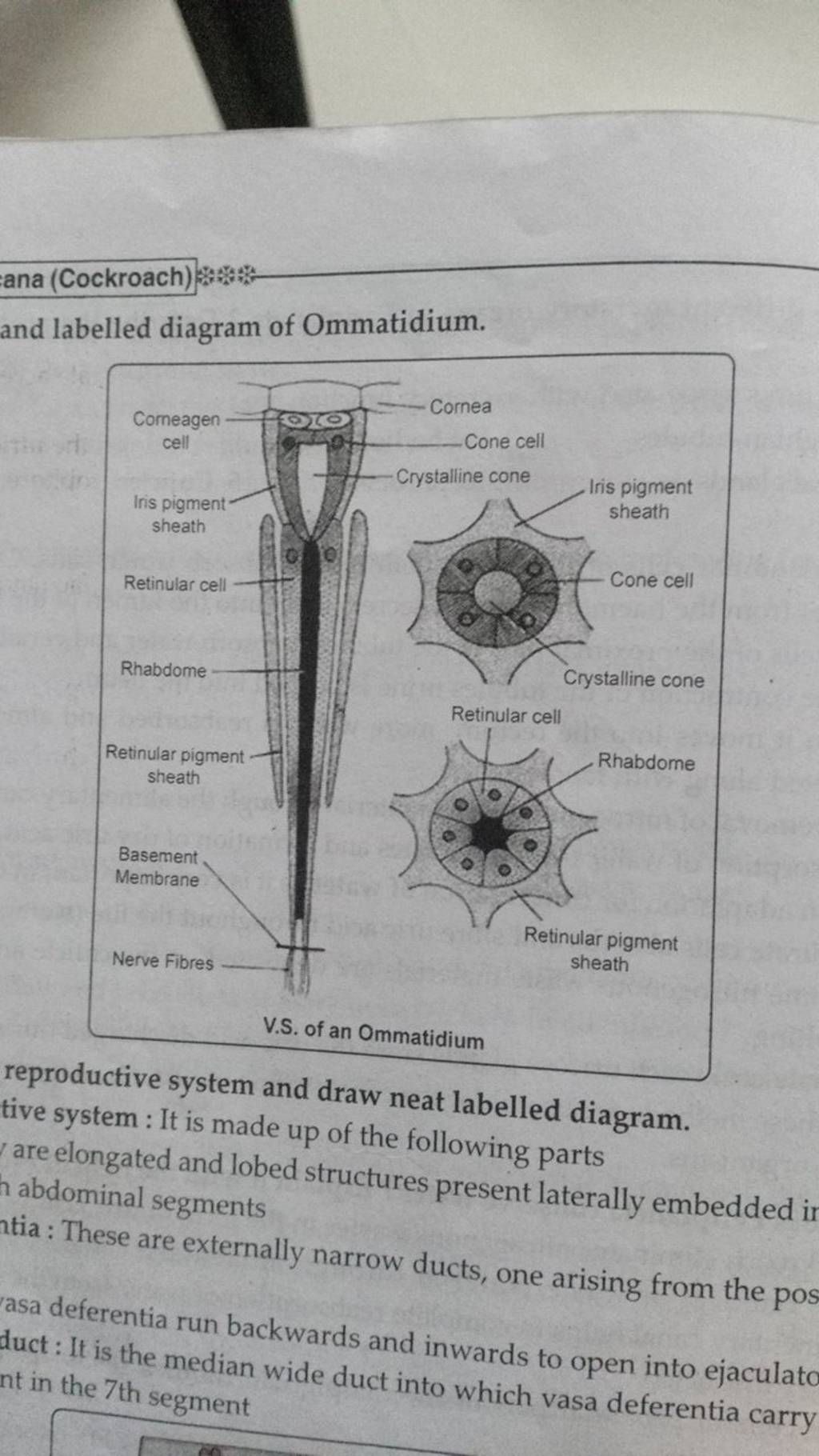and labelled diagram of Ommatidium. reproductive system and draw neat lab..