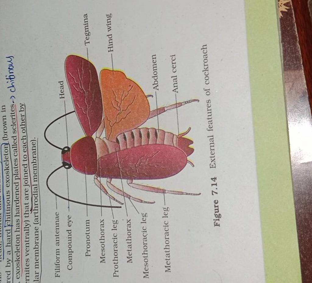 red by a hard chitinous exoskeleton) (brown in exoskeleton has hardened p..