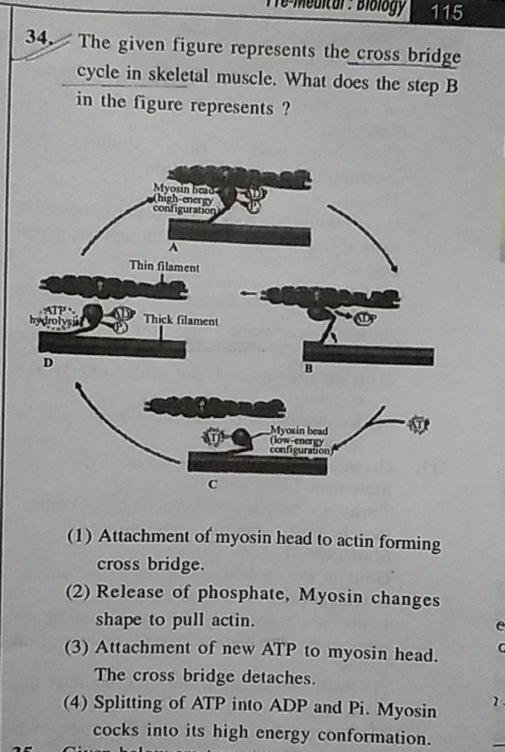 The given figure represents the cross bridge cycle in skeletal muscle. Wh..
