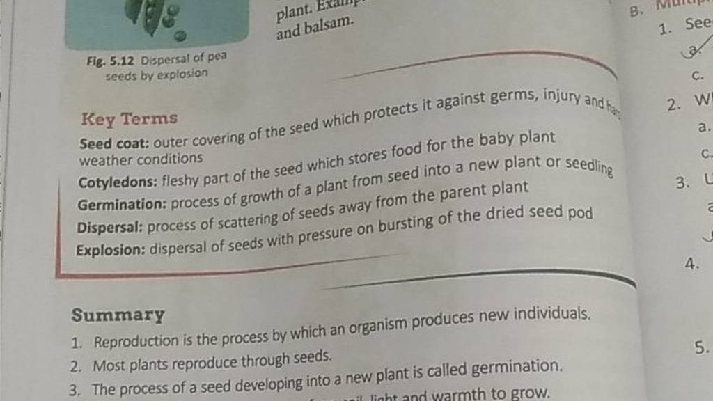 Fig. 5.12 Dispersal of pea seeds by explosion weather conditions Cotyledo..