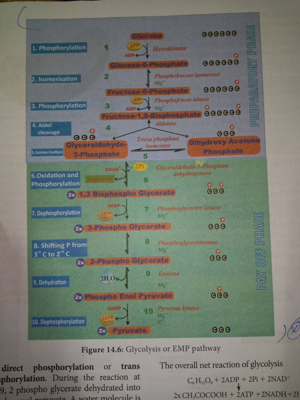 Figure 14.6: Glycolysis or EMP pathway direct phosphorylation or trans Th..