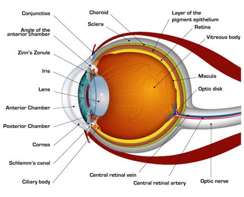 ConjunctivaAngle of theanterior chamberZinn's ZonuleIrisLensAnterior Cham..