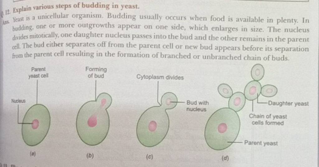 Explain sarious steps of budding in yeast. 1ss Yeast is a unicellular org..