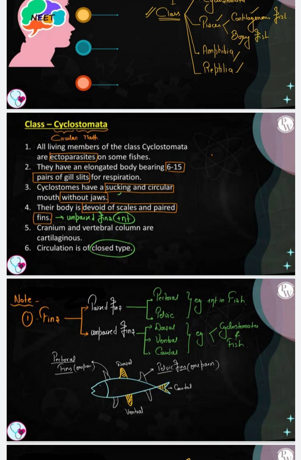 Class - Cyclostomata Cirwlen 7routh. | Filo