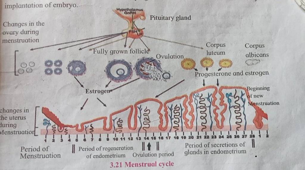 implantation of embryo. Changes in the ovary during menstruation Pituitar..