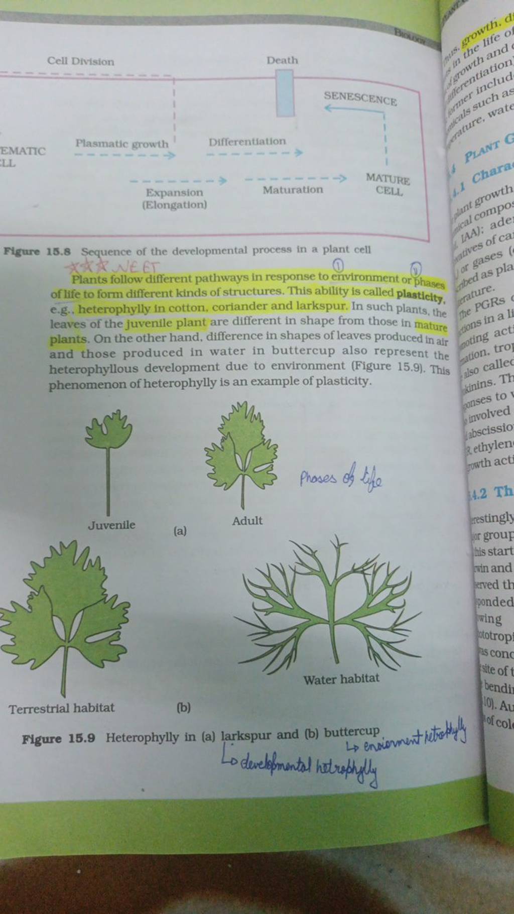 Figure 15.8 Sequence of the developmental process in a plant cell Plants