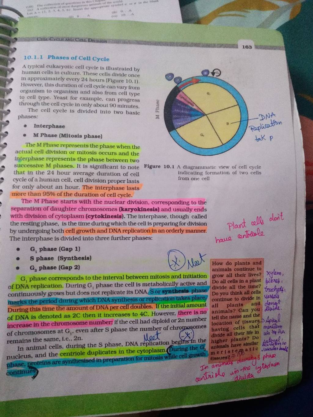 101i Phases Of Cell Cycle A Typical Eukaryotic Cell Cycle Is Illustrate