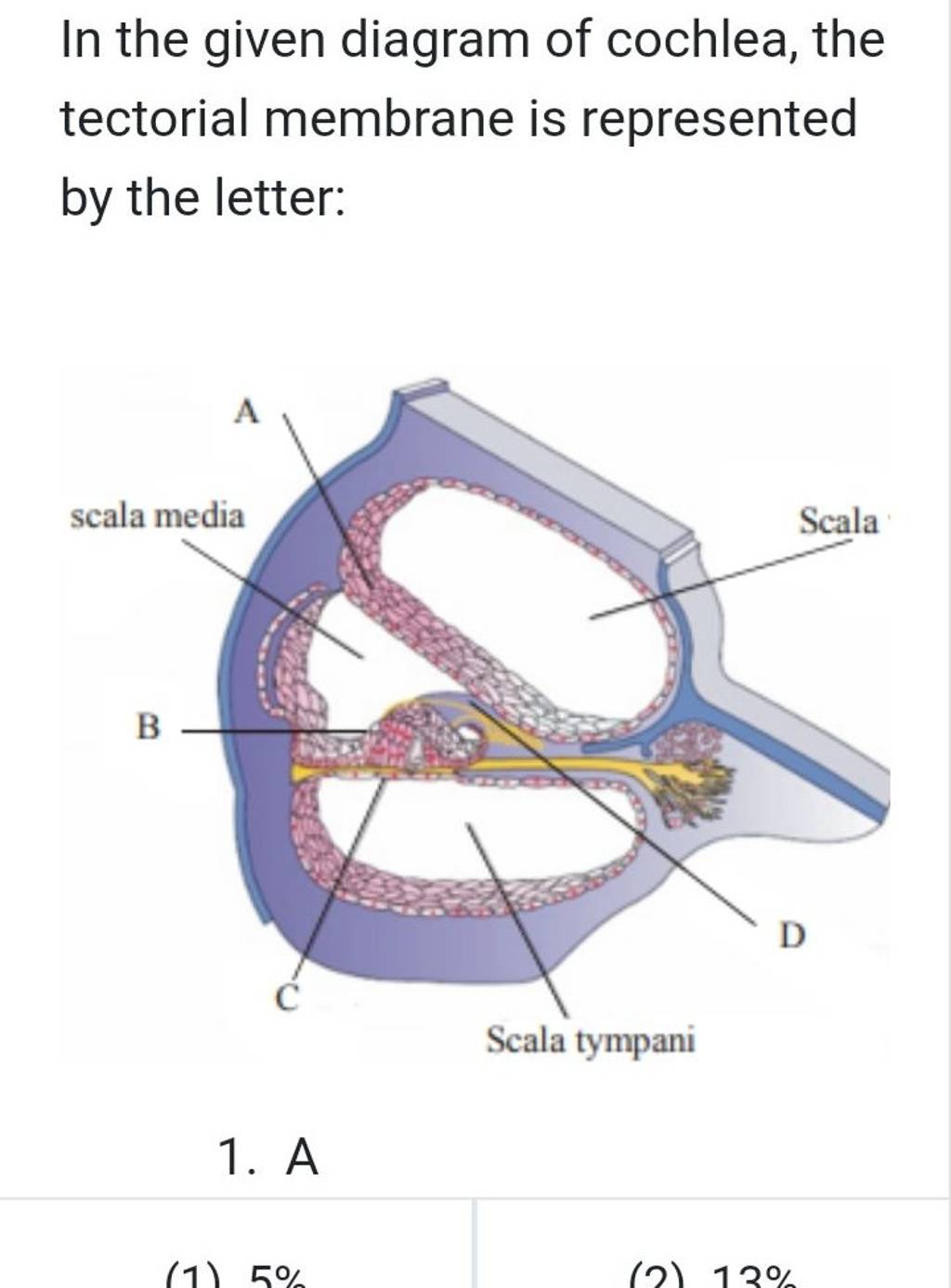 In the given diagram of cochlea, the tectorial membrane is represented by..