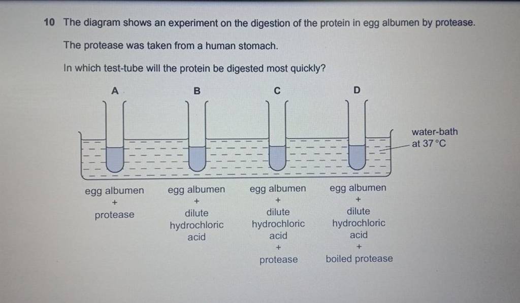 10 The diagram shows an experiment on the digestion of the protein in egg..