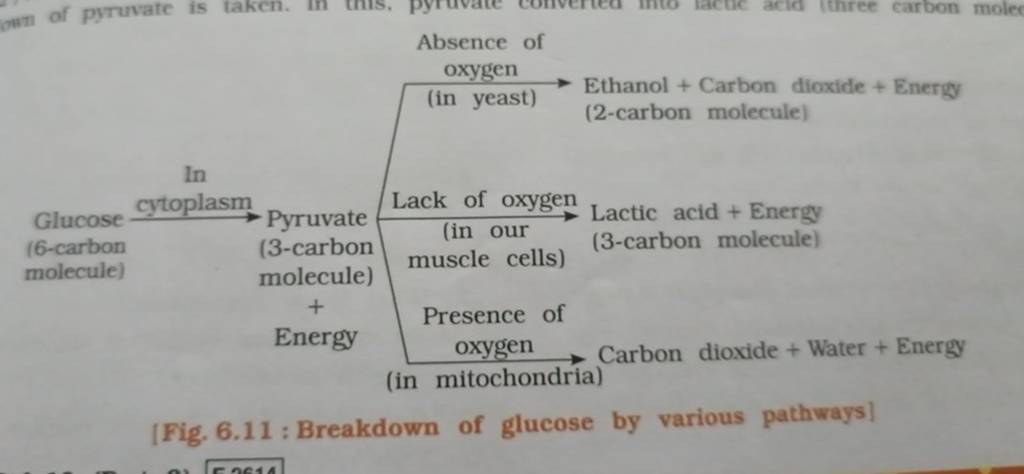 Absence of [Fig. 6.11 : Breakdown of glucose by various pathways] | Filo