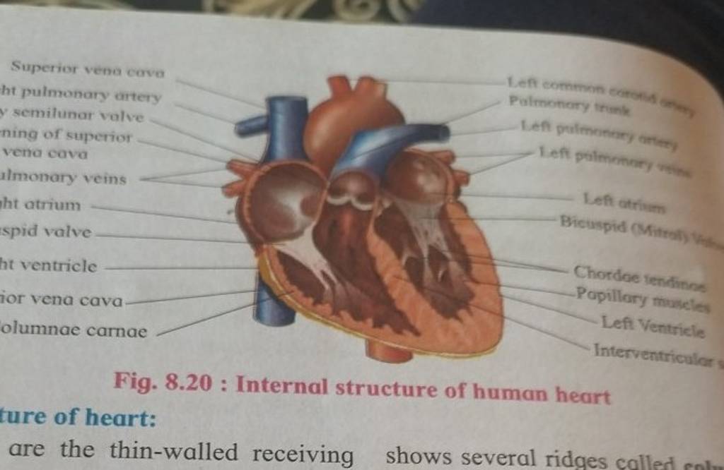 Fig. 8.20 : Internal structure of human heart ture of heart: are the thin..