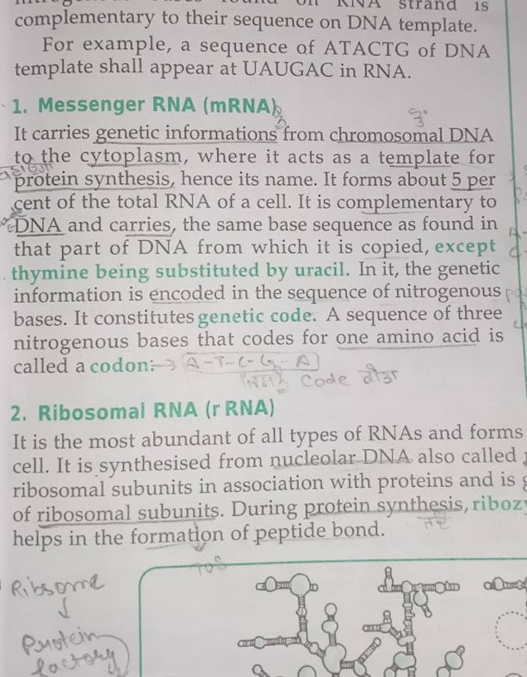 complementary to their sequence on DNA template. For example, a sequence