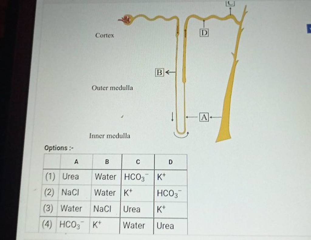 Outer medulla Inner medulla Options :- BBCD(1)UreaWaterHCO3 −K+(2)NaClWat..