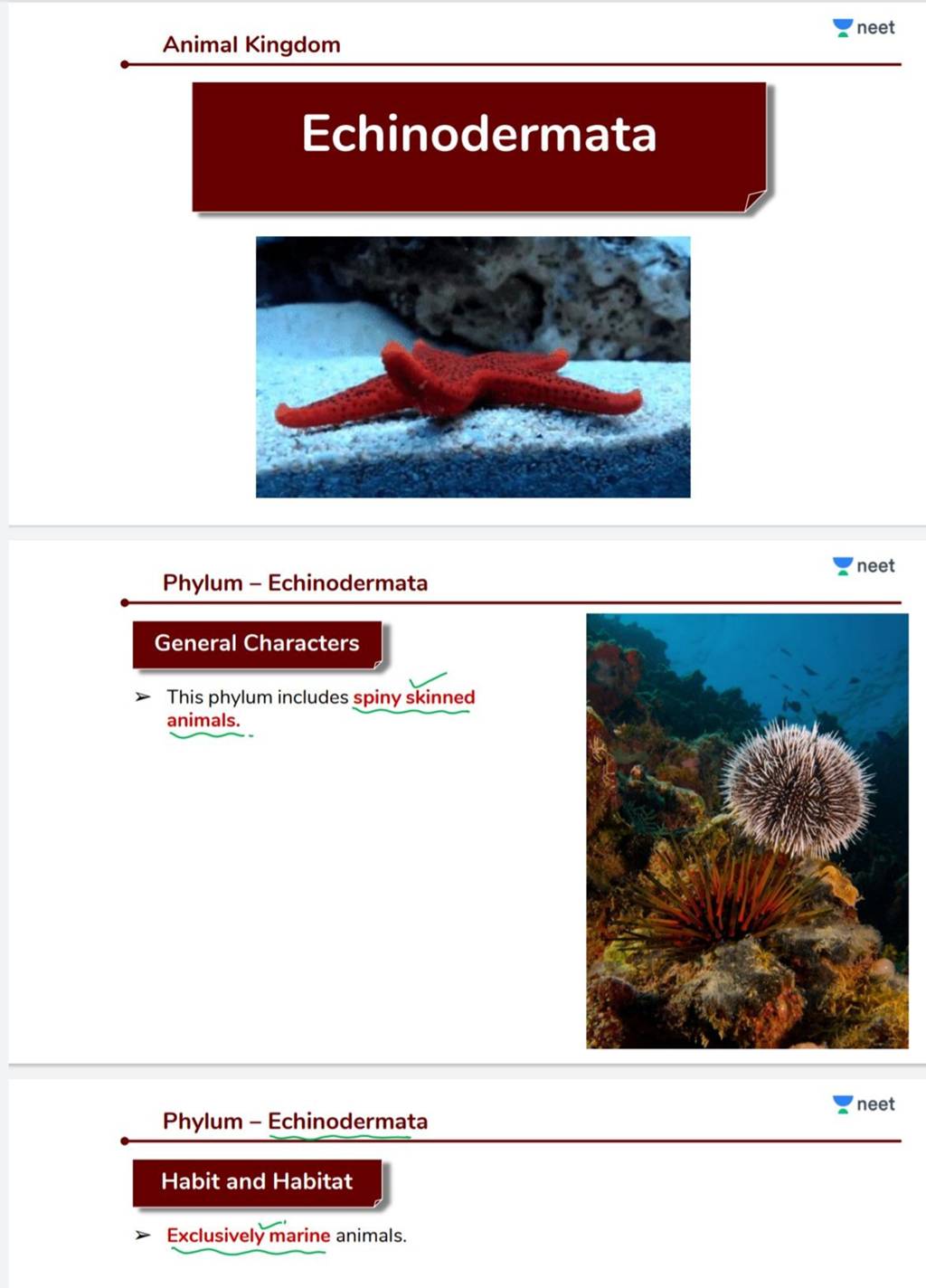 This phylum includes spiny skinned animals. | Filo