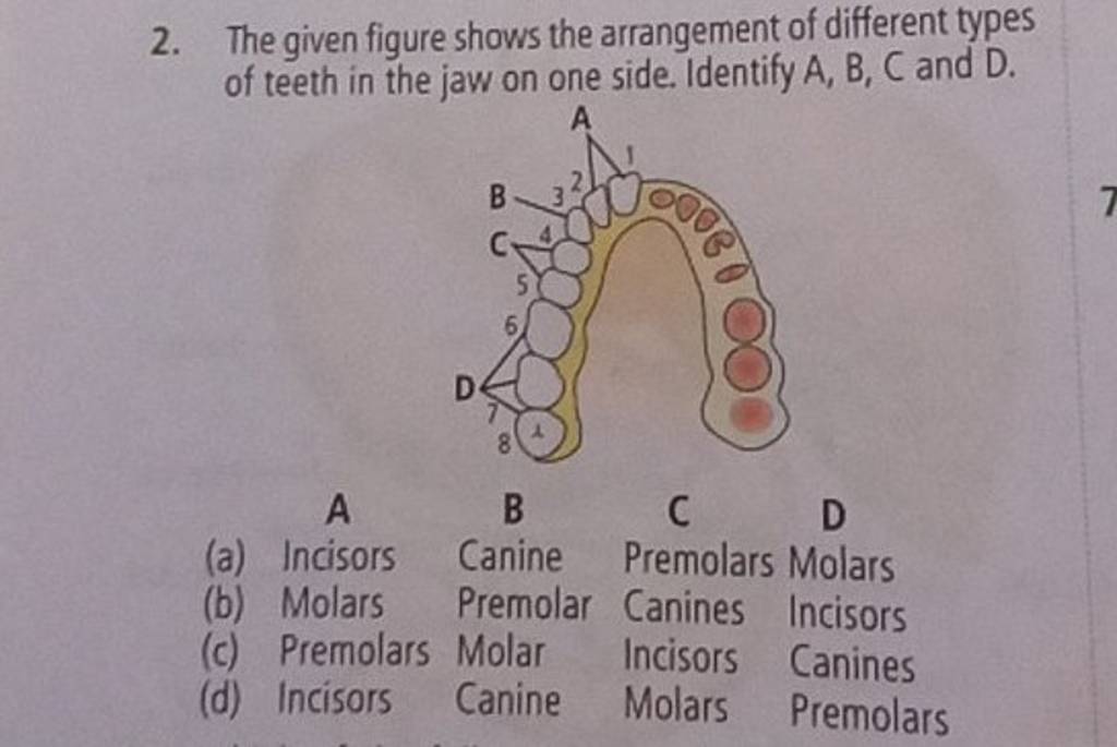 The given figure shows the arrangement of different types of teeth in the..