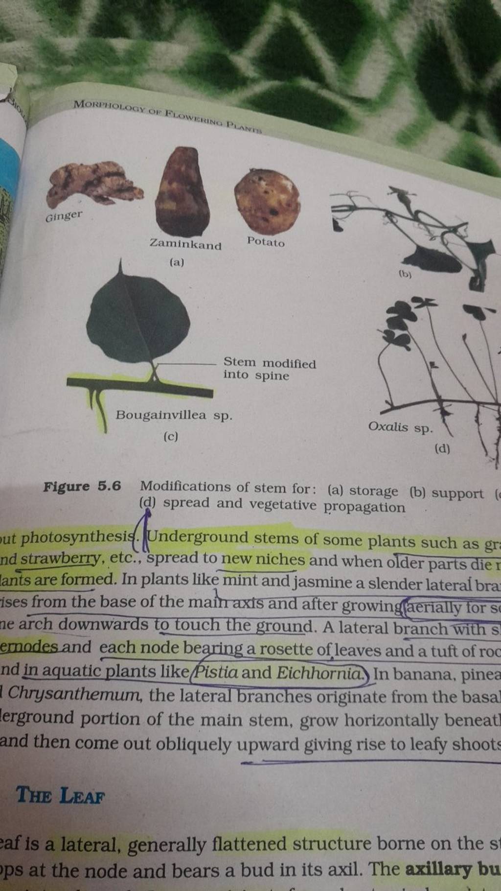 Ginger Bougainvillea sp. (c) Stem modified into spine Figure 5.6 Modifica..