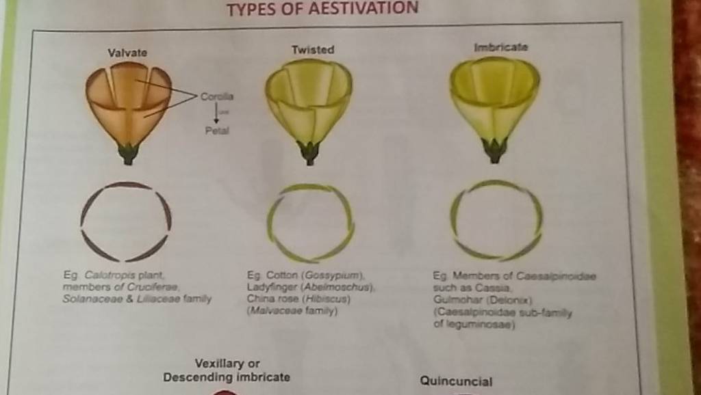 TYPES OF AESTIVATION Eg Calotropis plant. members of Cruclerae, Eg Cotton..
