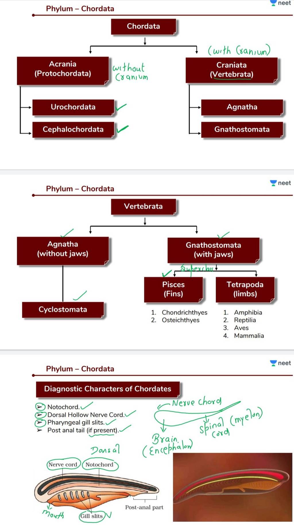 Phylum Chordata Acrania (Protochordata) Urochordata Cephalochordata Phylu..