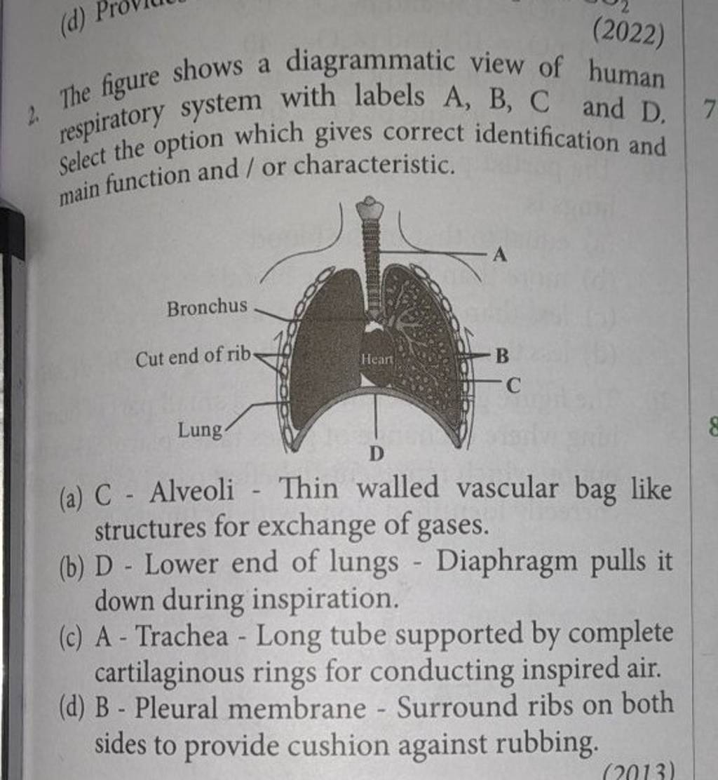 The figure shows a diagrammatic view of human respiratory system with lab..