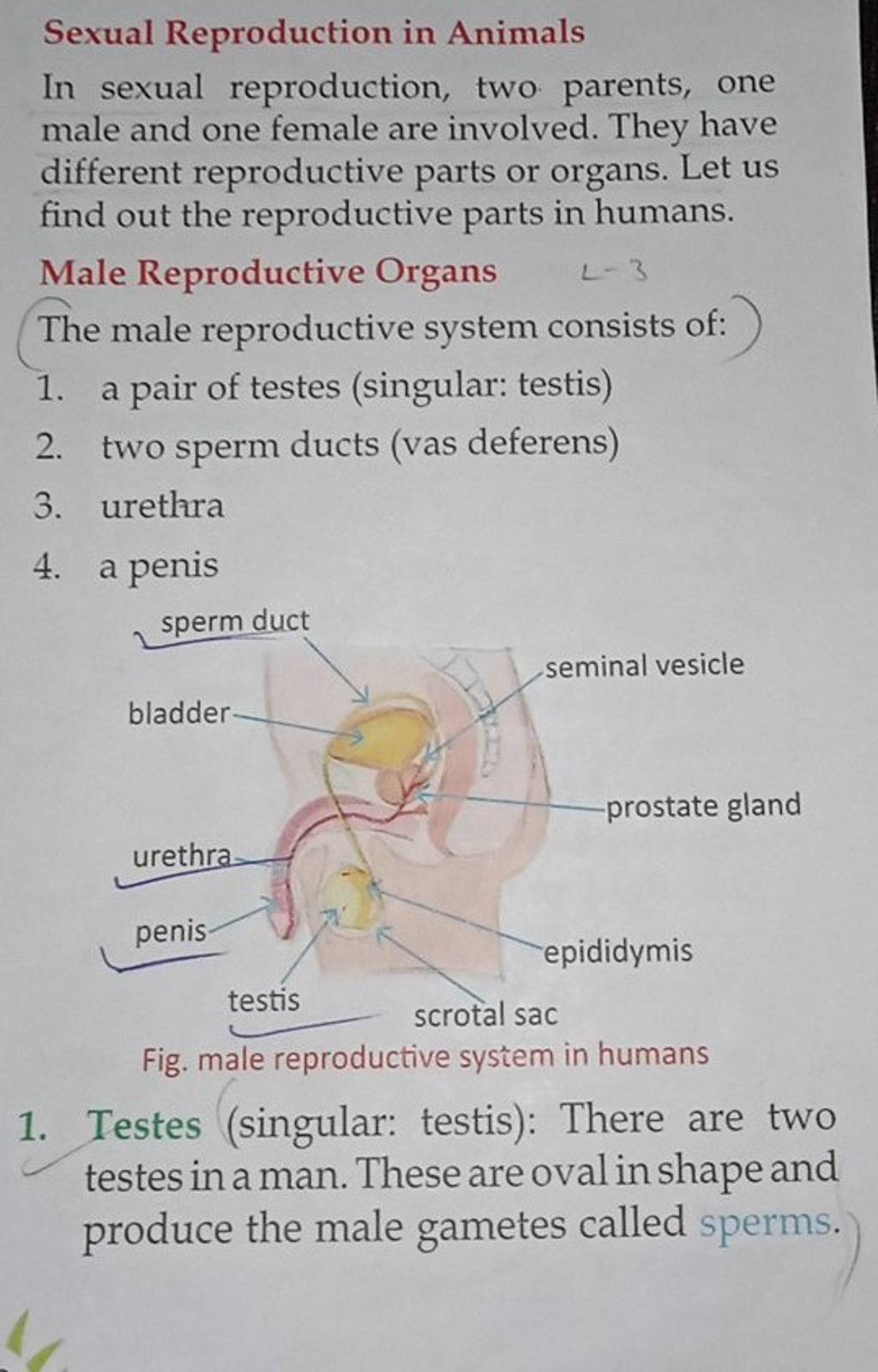 Sexual Reproduction in Animals In sexual reproduction, two parents, one m..