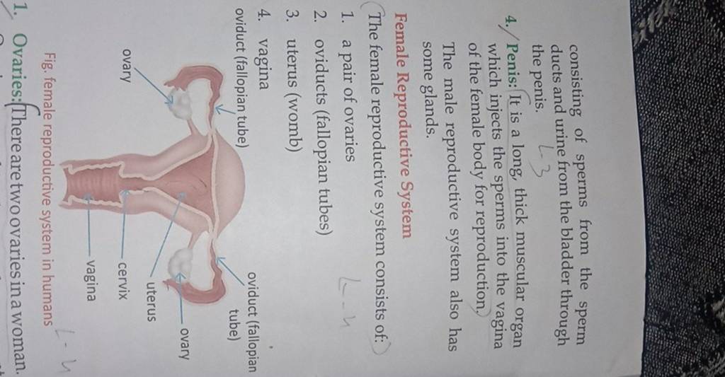 The male reproductive system also has some glands. Female Reproductive Sy..