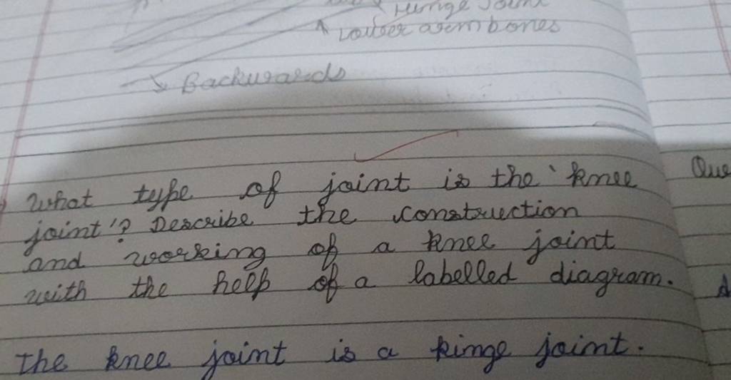What type of joint is the 'knee joint'? Describe the constrection and wor..