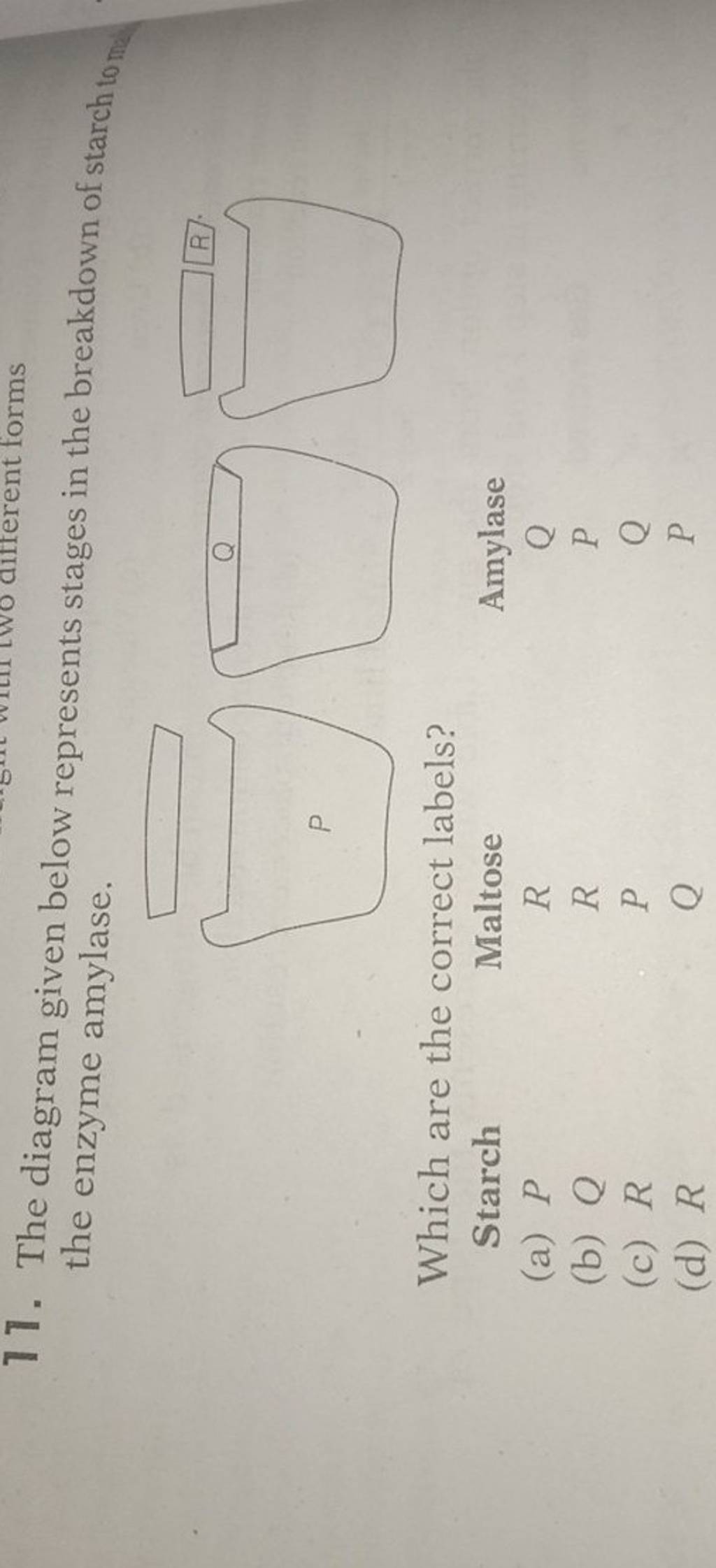 The diagram given below represents stages in the breakdown of starch tome..