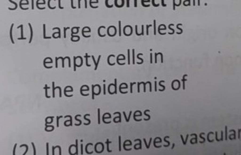 (1) Large colourless empty cells in the epidermis of grass leaves | Filo