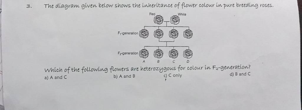The diagram given below shows the inheritance of flower colour in pure br..
