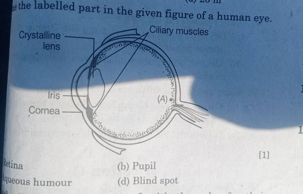 he the labelled part in the given figure of a human eye. | Filo