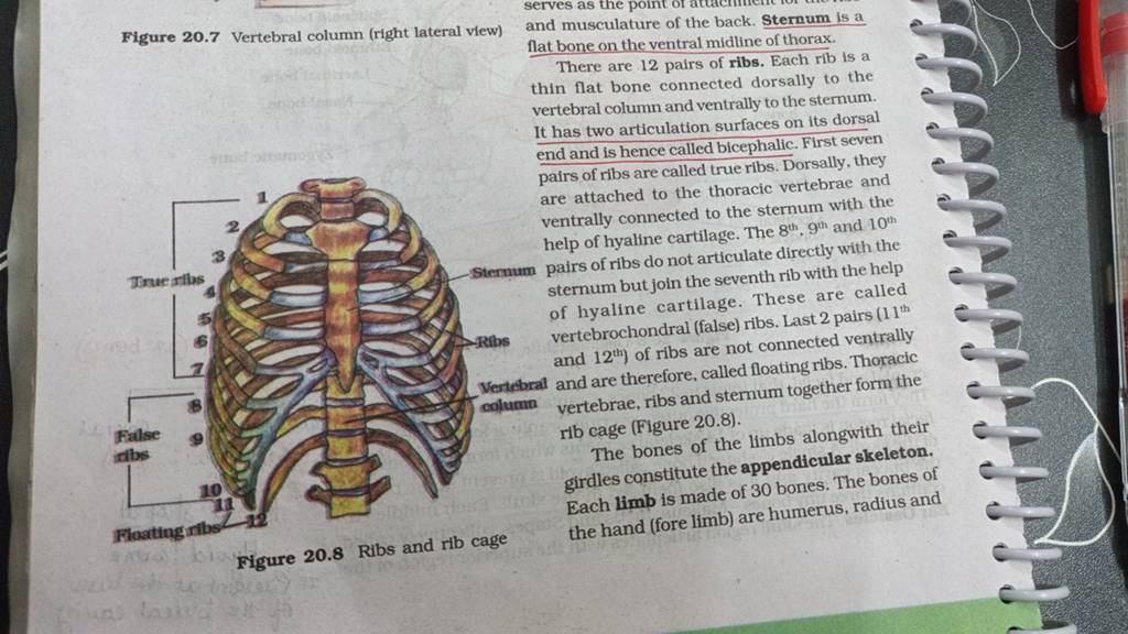 Figure 20.7 Vertebral column (right lateral view) True ribs False ribs 6
