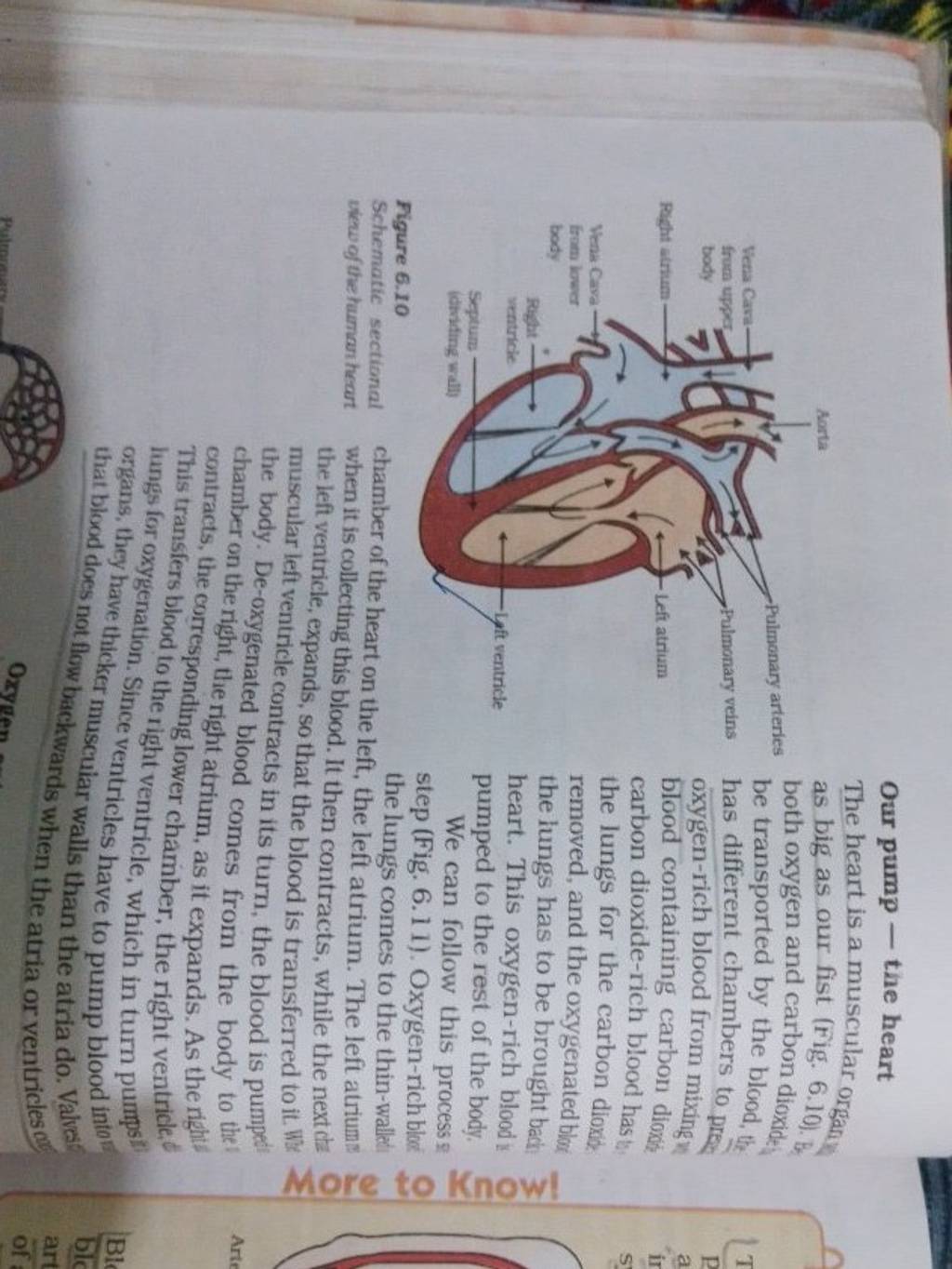 Our pump - the heart The heart is a muscular orgary as big as our fist (F..