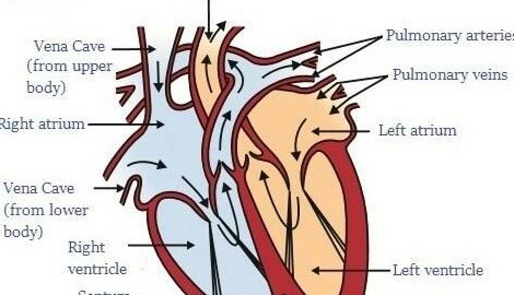 Vena Cave (from upper body) Right atrium. Vena Cave (from lower body) Rig..