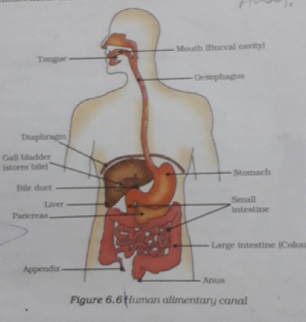 Tongue Diaphragm Gall bladder (stores bile) Bile duct Liver Appendix- Mou..