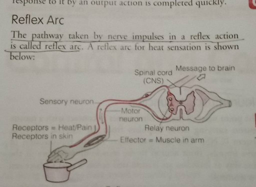 Reflex Arc The pathway taken by nerve impulses in a reflex action is call..