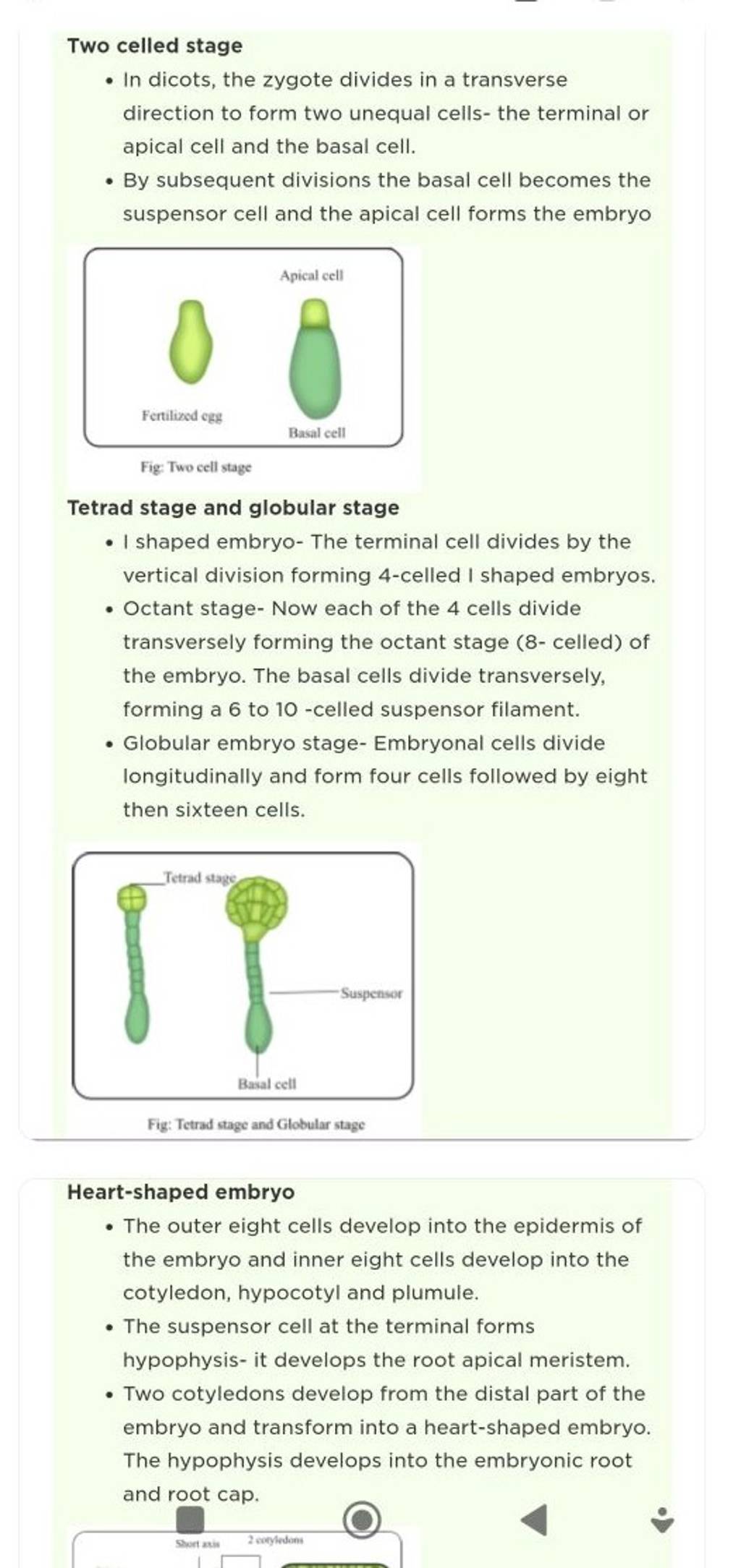 Two celled stage - In dicots, the zygote divides in a transverse directio..