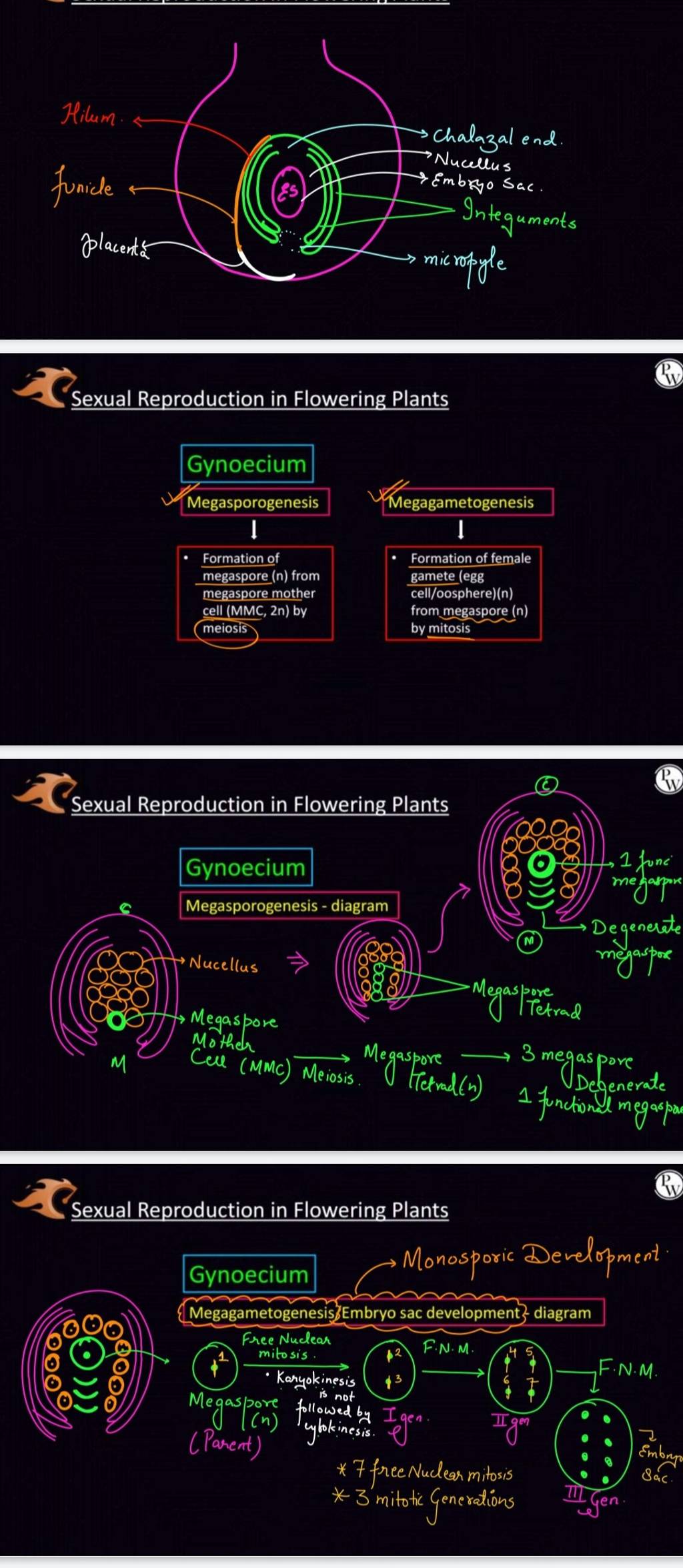 Hilum. funice placentă Gynoecium Megasporogenesis Į M Sexual Reproduction..