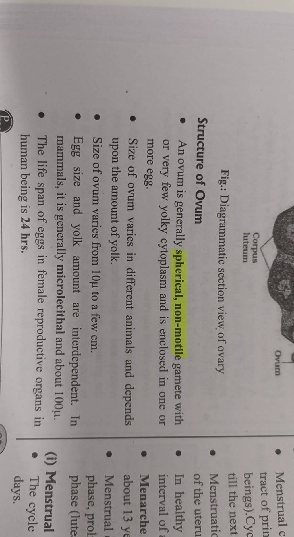 Fig.: Diagrammatic section view of ovary Structure of Ovum - An ovum is g..