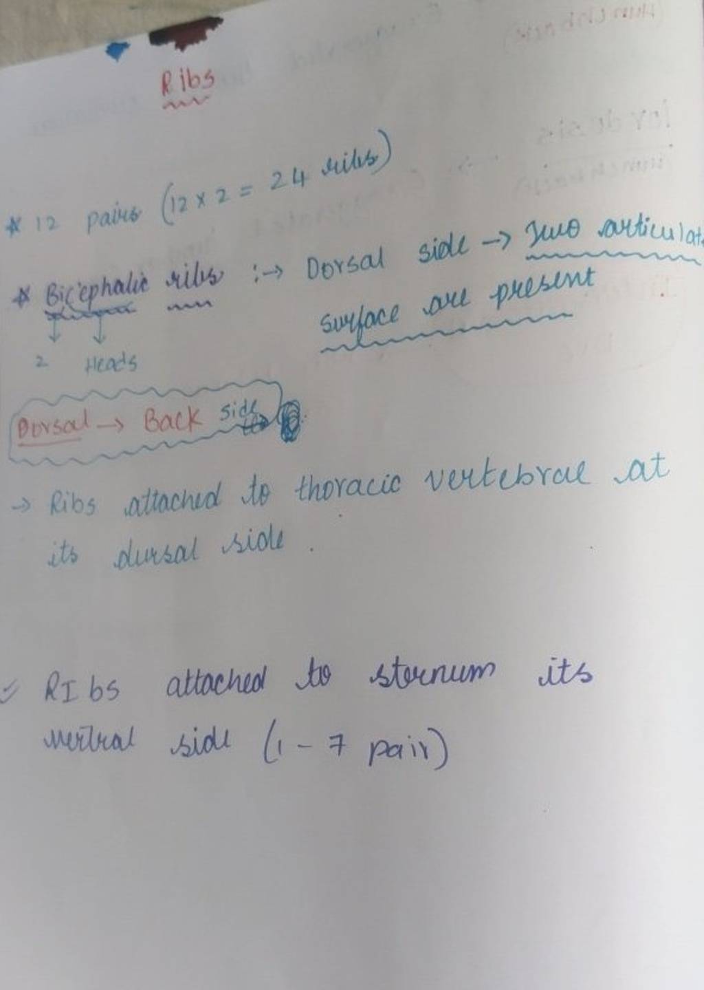 * 12 pairs (12×2=24 river ) * Bicephalic ribs → Dorsal side → Juvo articu..