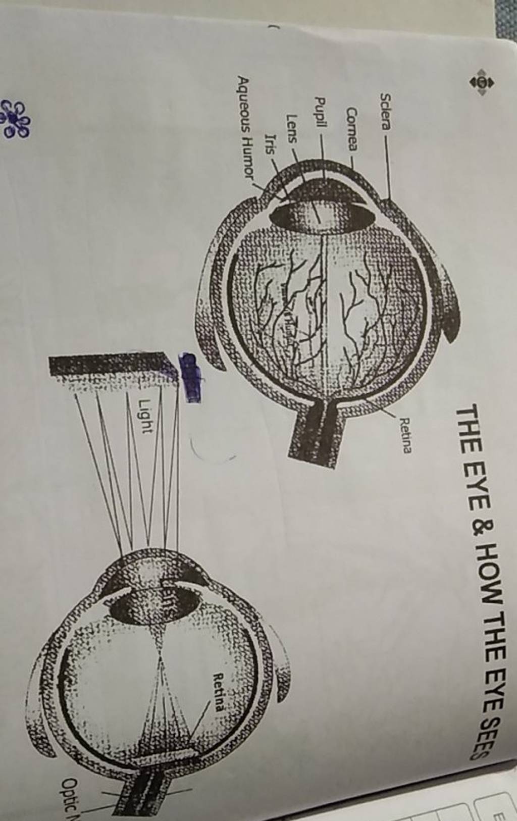 ( Sclera Cornea Pupil Lens Iris Aqueous Humor 05 THE EYE & HOW THE EYE SE..