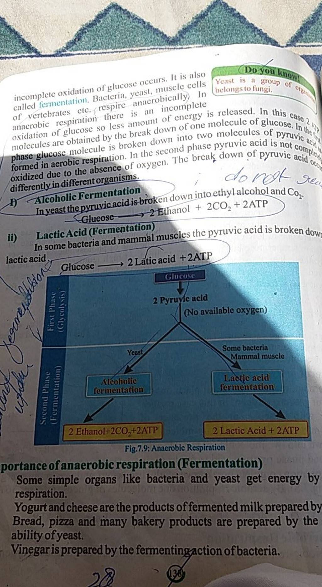 incomplete oxidation of glucose occurs. It is also called fermentation. B..