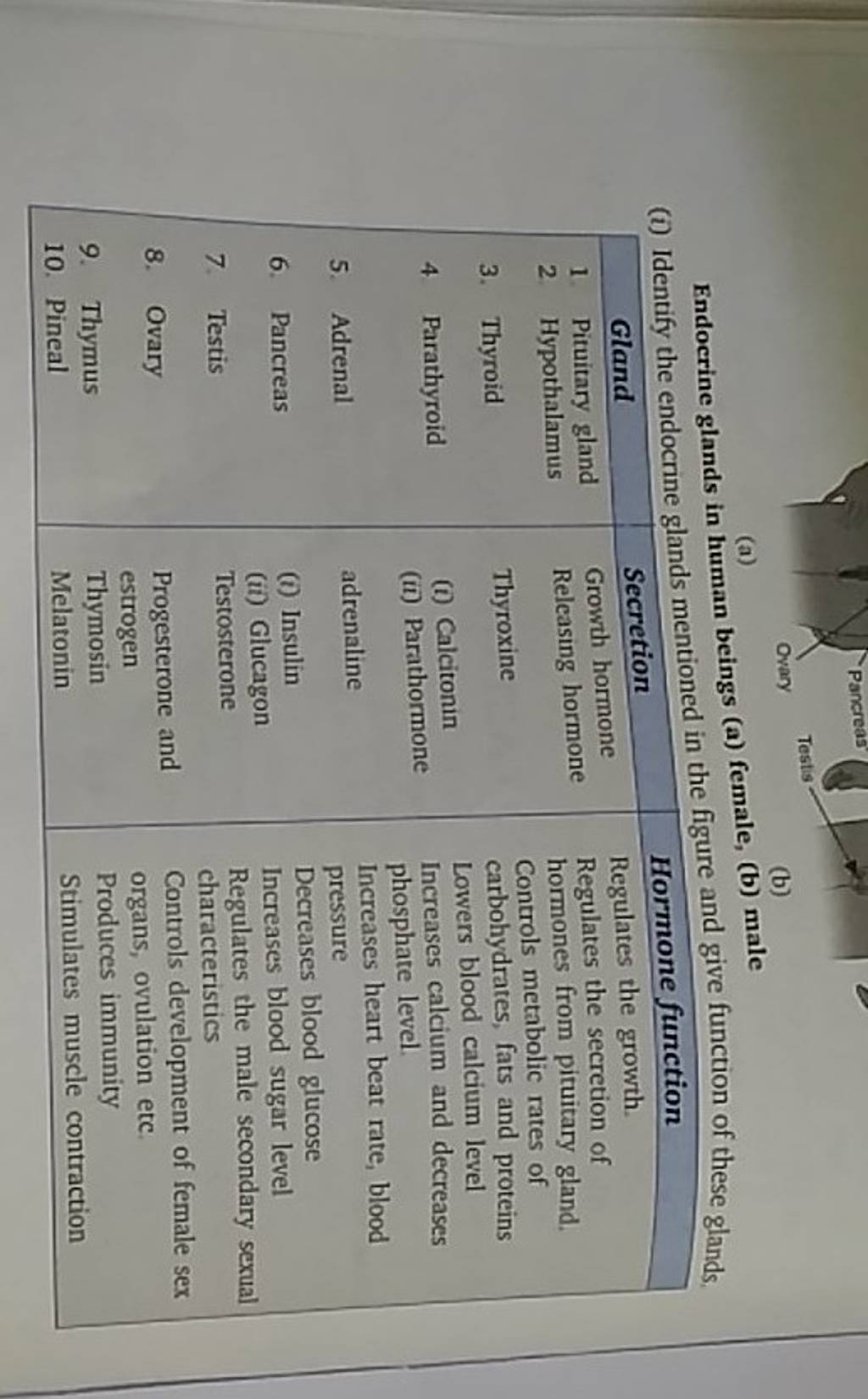 Endocrine Glands In Human Beings A Female B Male I Identify The En