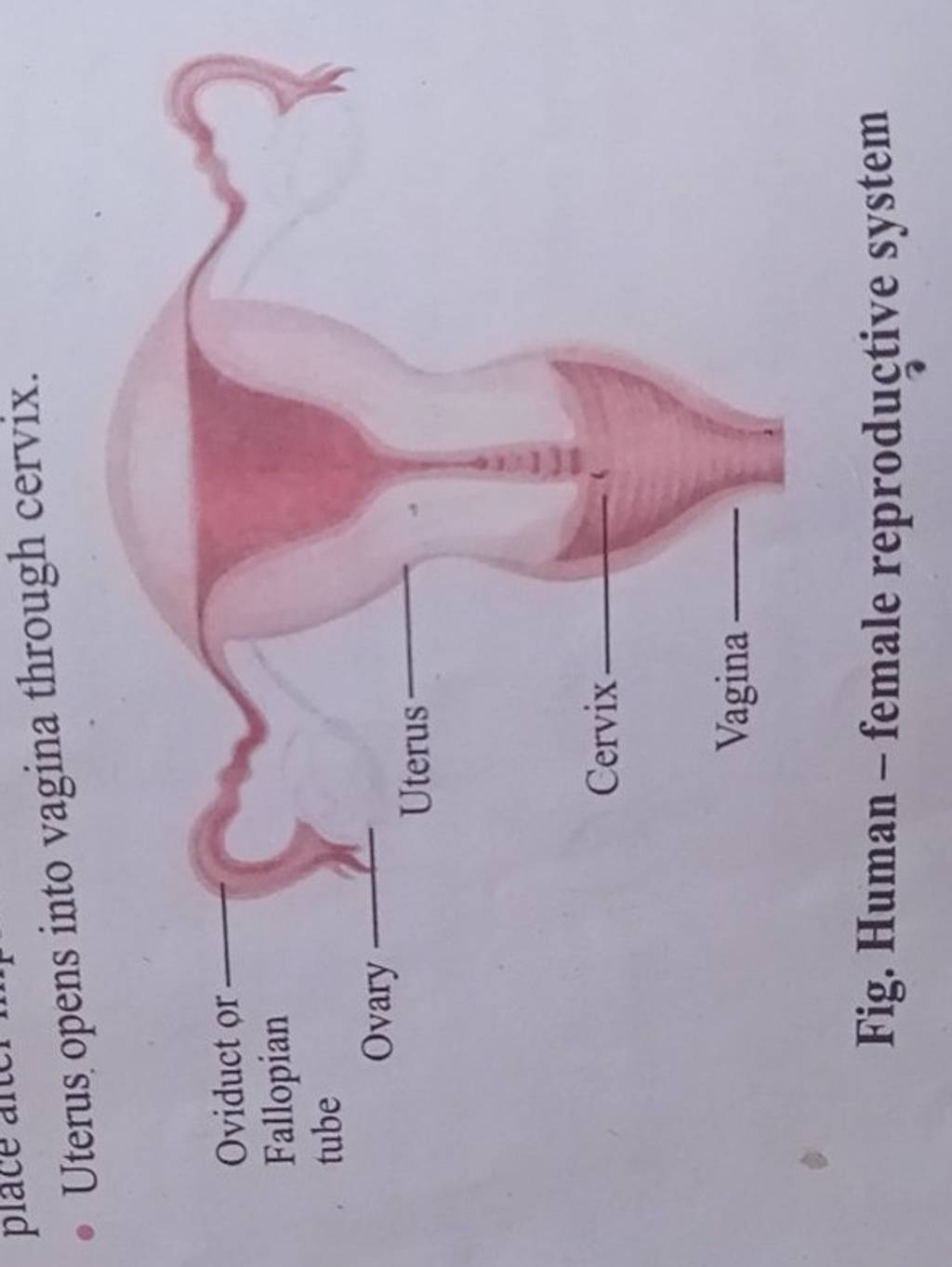 Uterus opens into vagina through cervix. Oviduct or Fallopian tube Ovary