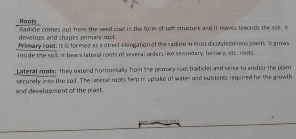 Roots Radicle comes out from the seed coat in the form of soft structure